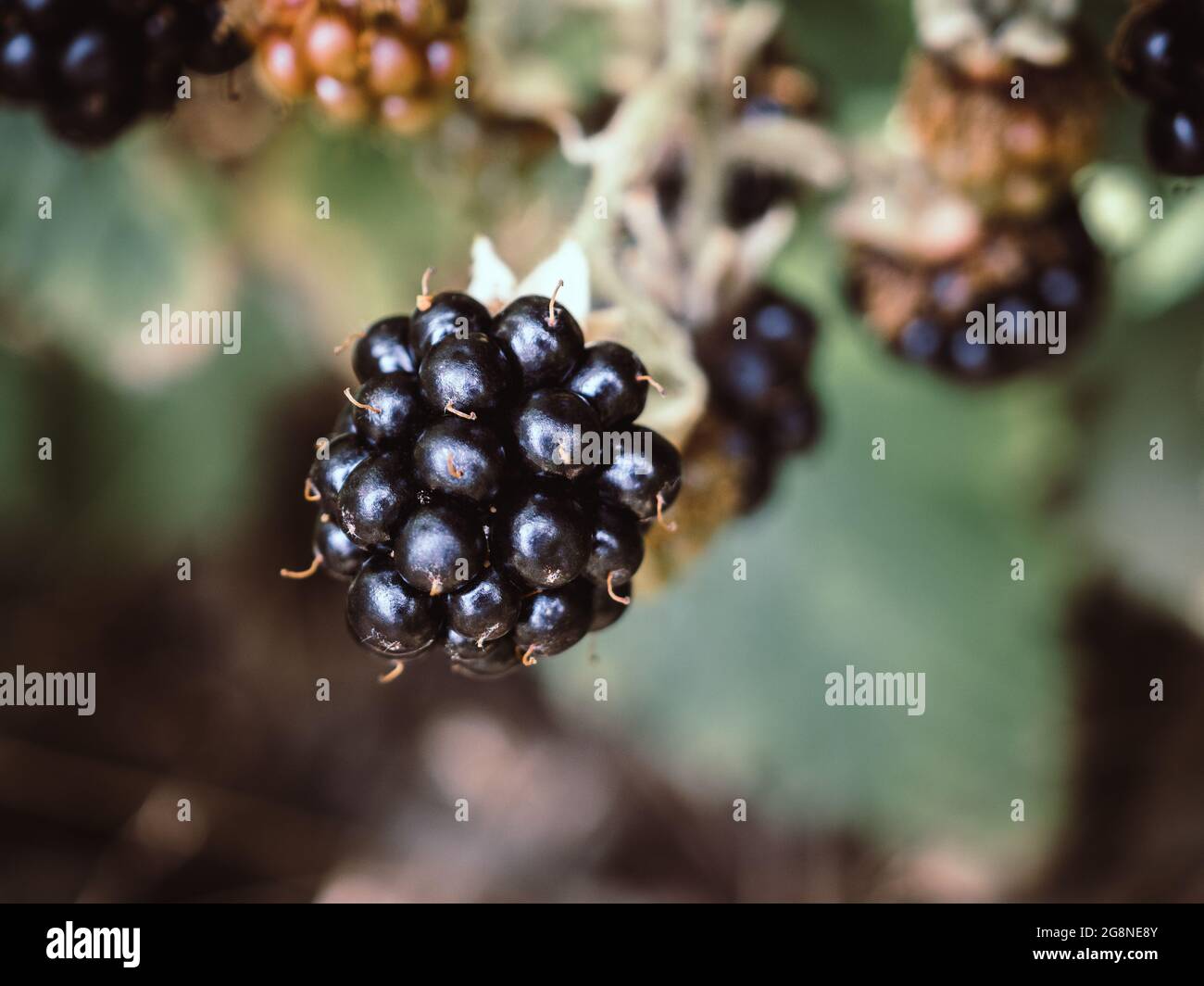 Dark moody food hi-res stock photography and images - Alamy