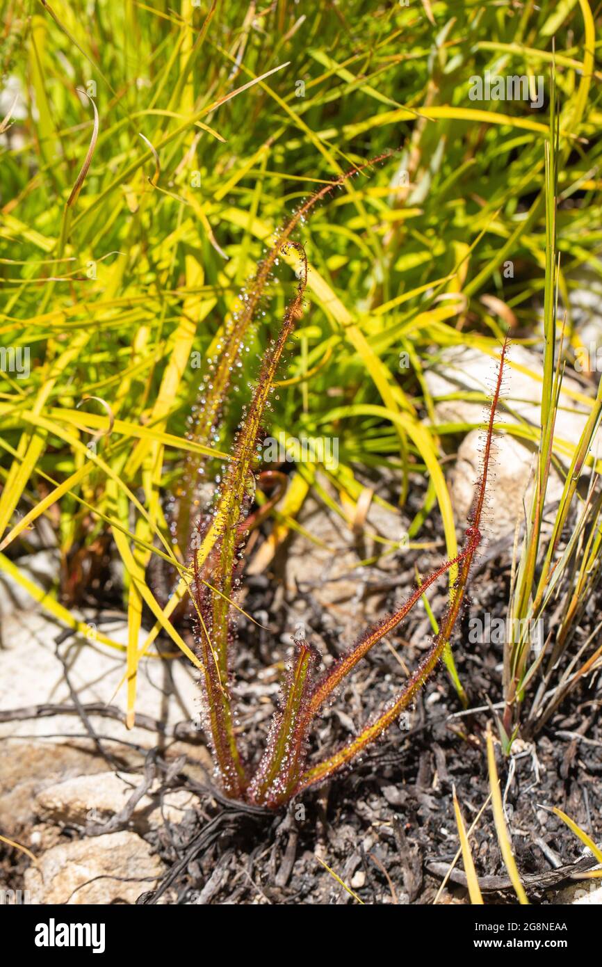 Single Drosera regia, a carnivorous plant from the Sundew family, seen ...