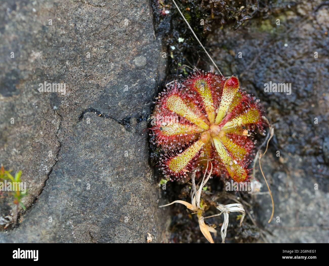 Plant in between the rocks hi-res stock photography and images - Alamy