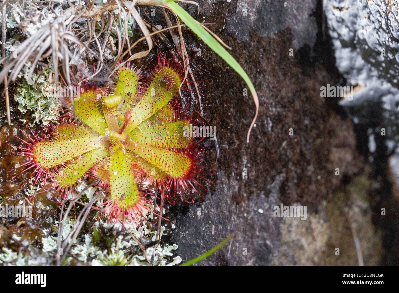 South African Wildflower: The Sundew Drosera trinervia (a carnivorous ...