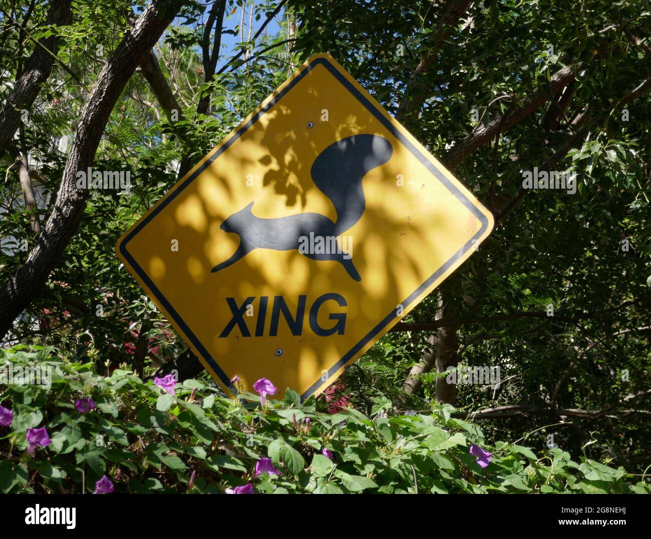 Squirrel crossing sign hi-res stock photography and images - Alamy