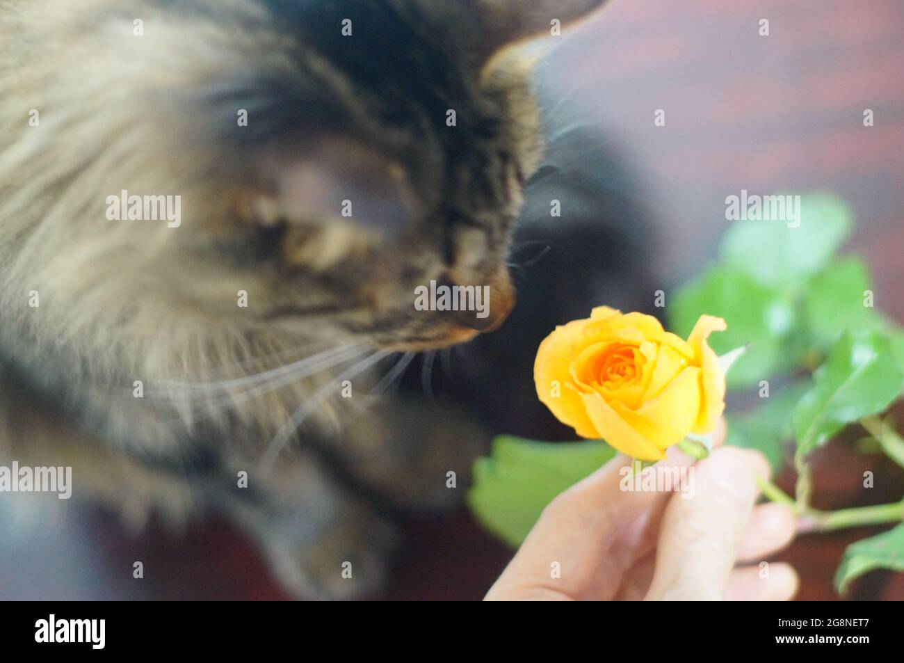 Yellow tabby cat hi-res stock photography and images - Alamy