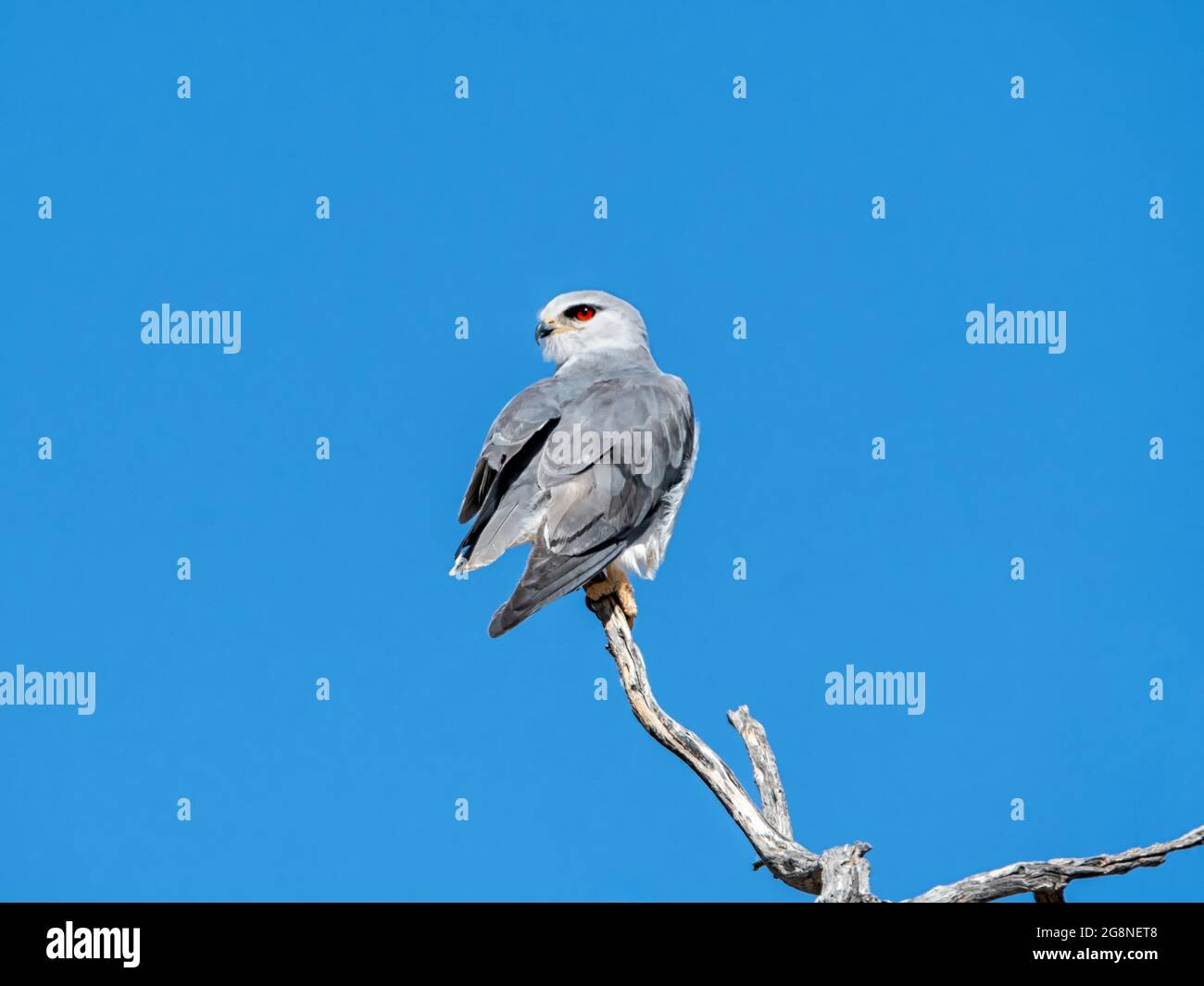 A Black-shouldered Kite perched on a dead tree in Southern African ...