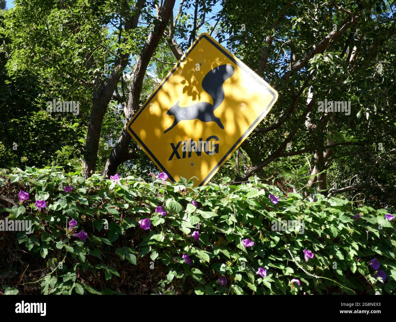 Squirrel crossing sign hi-res stock photography and images - Alamy