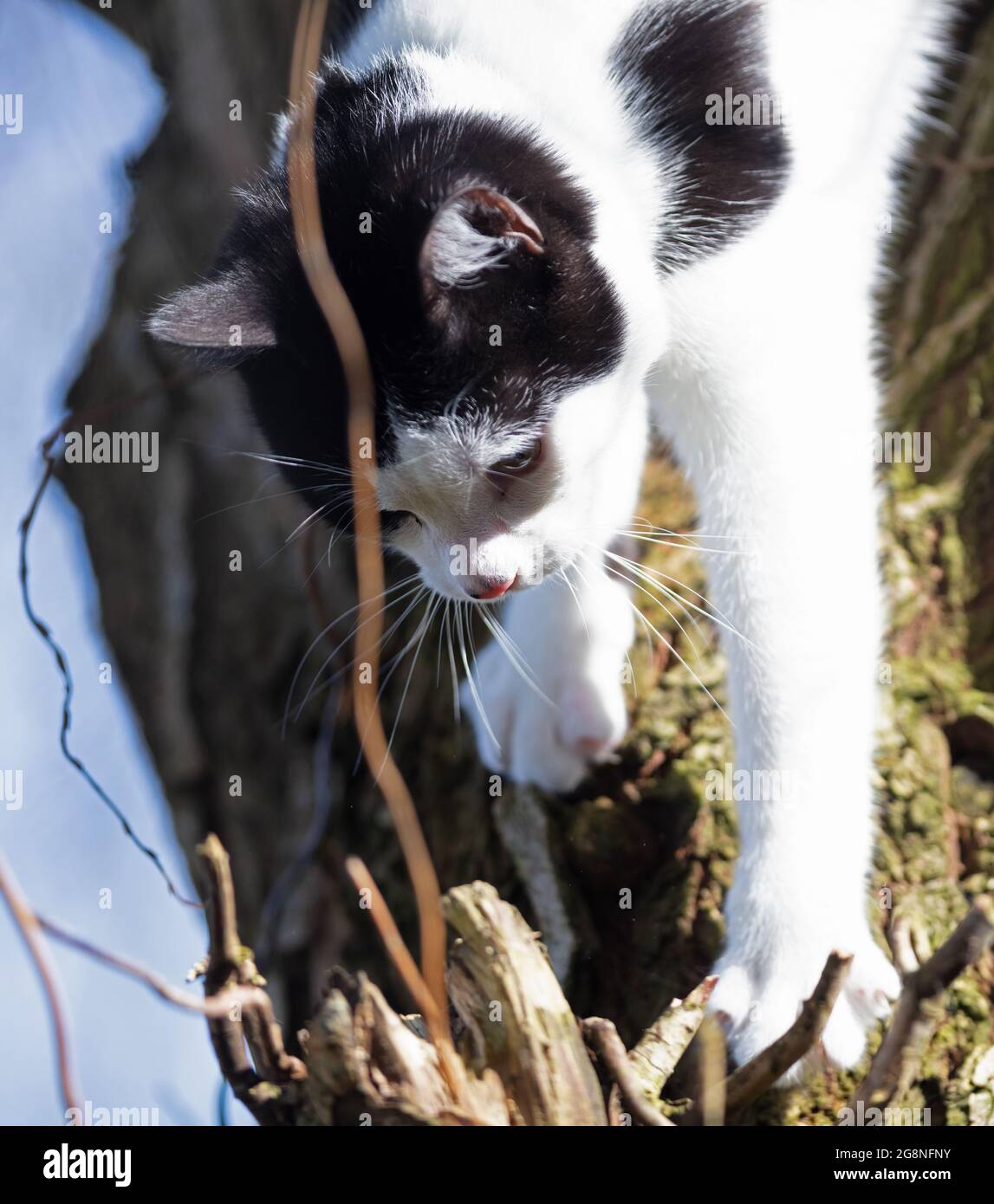 White cat in a tree hi-res stock photography and images - Alamy