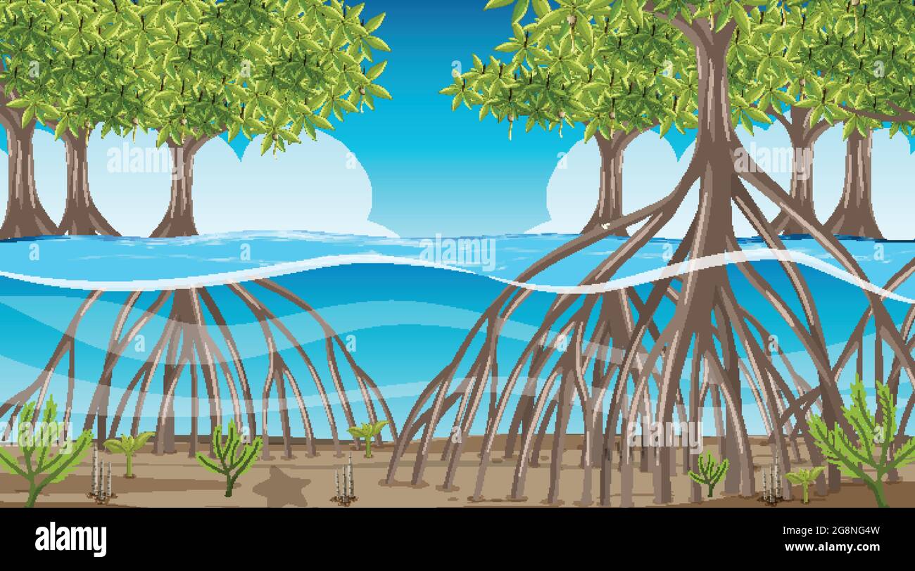 Mangrove Cartoon