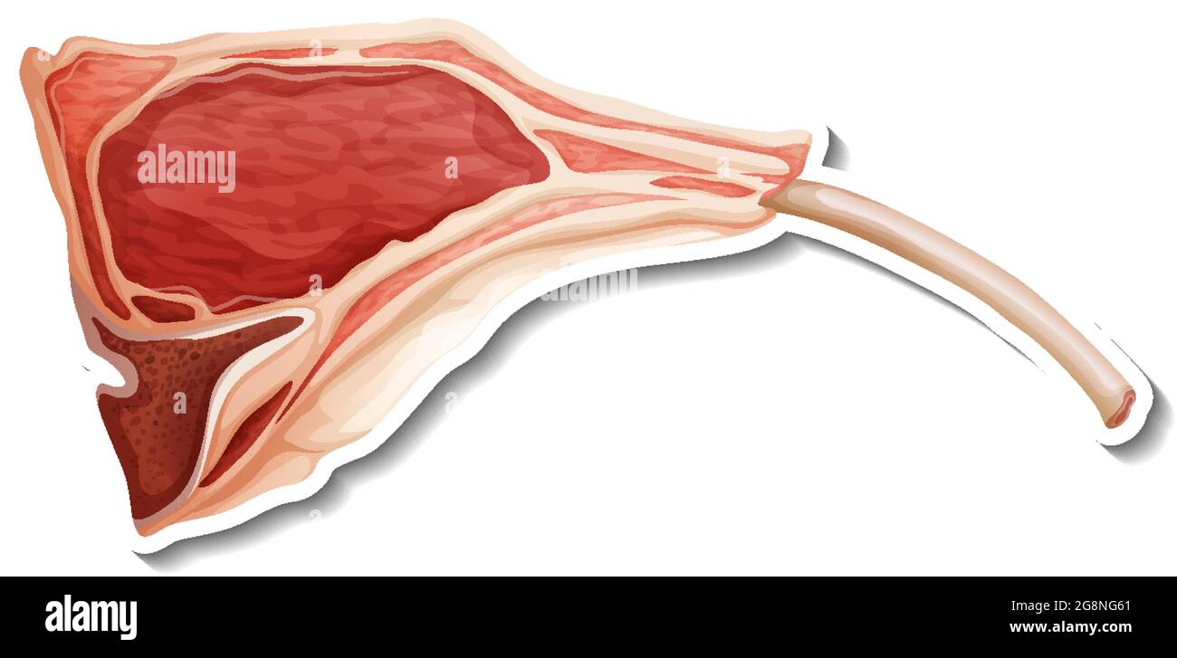 Lamp chop steak sticker on white background illustration Stock Vector ...