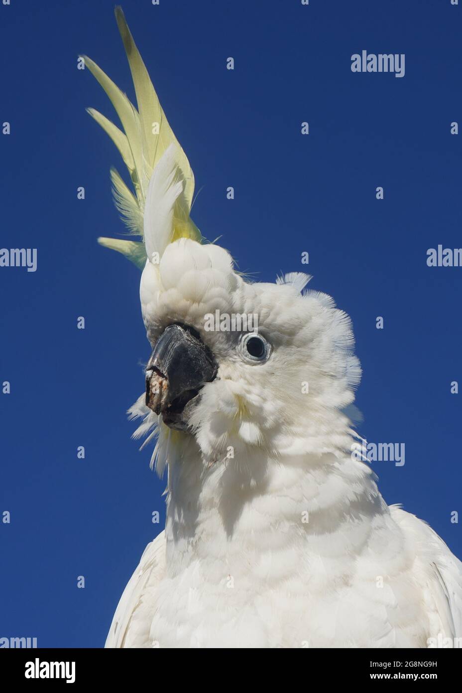 Portrait of a Sulphur-Crested Cockatoo with Broken Beak Stock Photo - Alamy