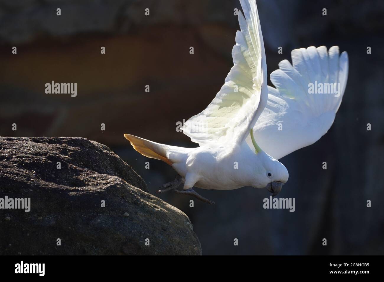 Sulphur-Crested Cockatoo launching off a Rock Stock Photo - Alamy