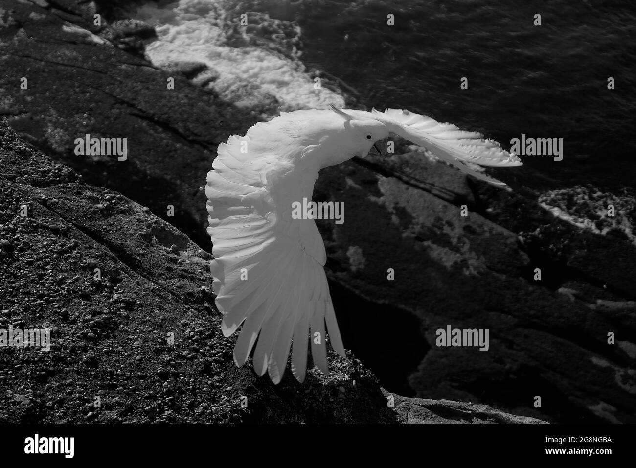 Flying black cockatoo hi-res stock photography and images - Alamy