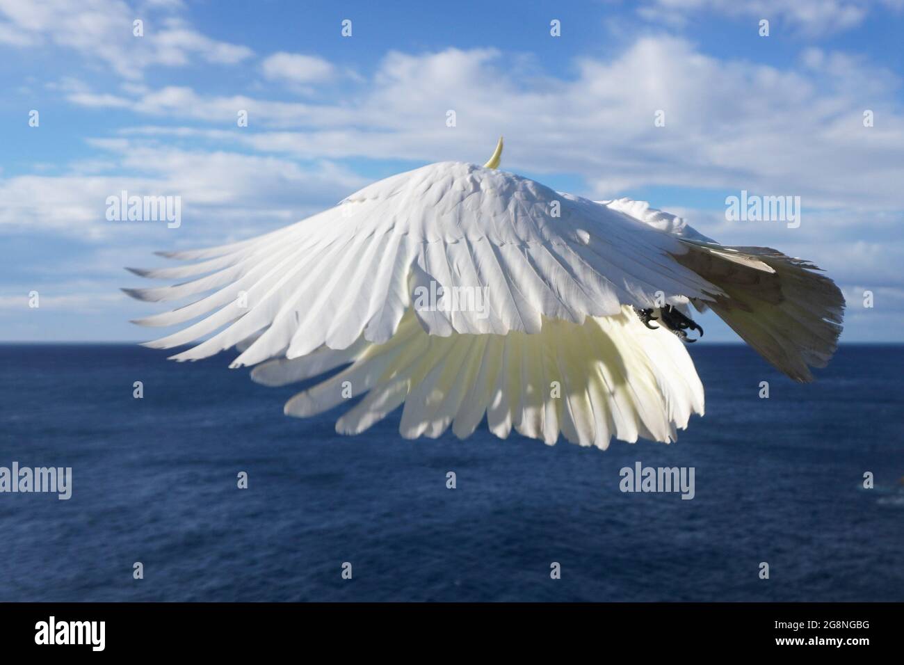 Close Up of a Flying Cockatoo with its spread-out Feathers hiding its ...