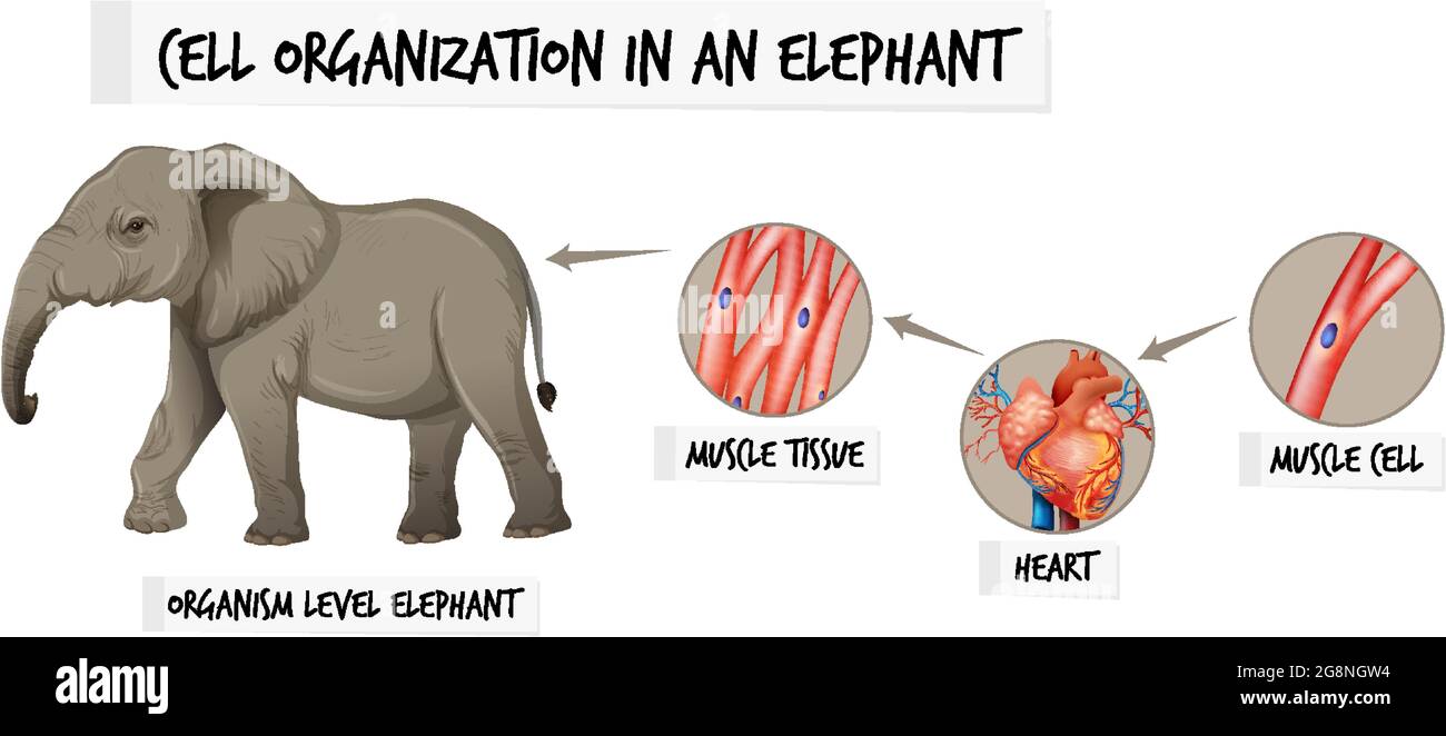 Diagram showing cell organization in a elephant illustration Stock ...