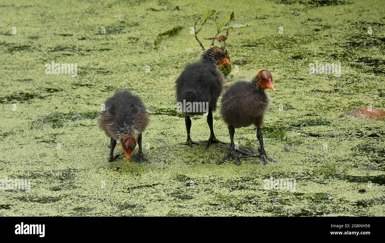 Coot chicks in a farmland Stock Photo - Alamy