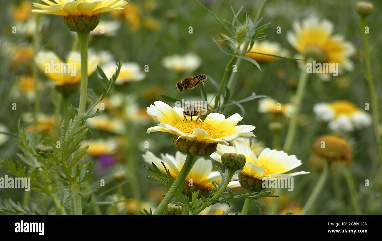 Bees pollinating on chamomile Stock Photo - Alamy