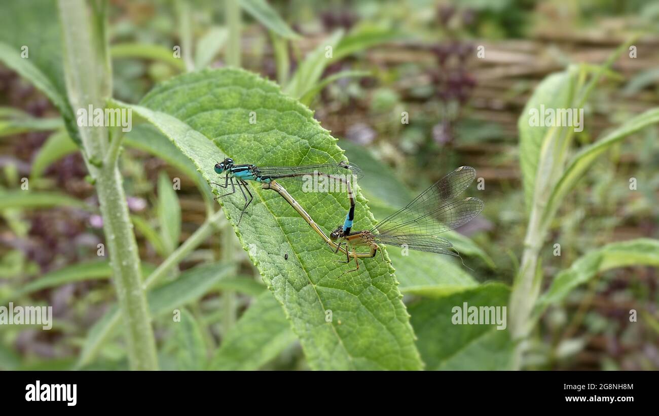 Two dragonflies on flower hi-res stock photography and images - Alamy