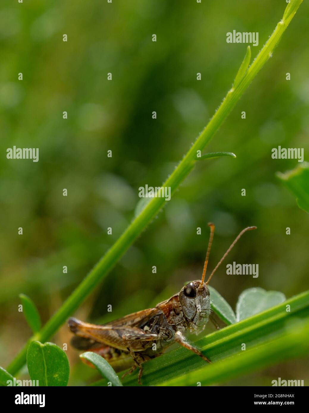 Vertical closeup shot of a cute grasshopper standing on tall green ...