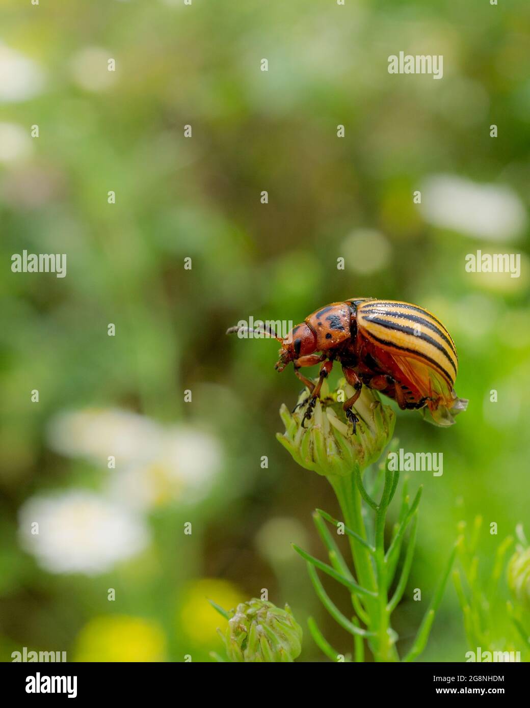 Huge yellow beetle on a flower bud in a sunny green forest with blurred ...