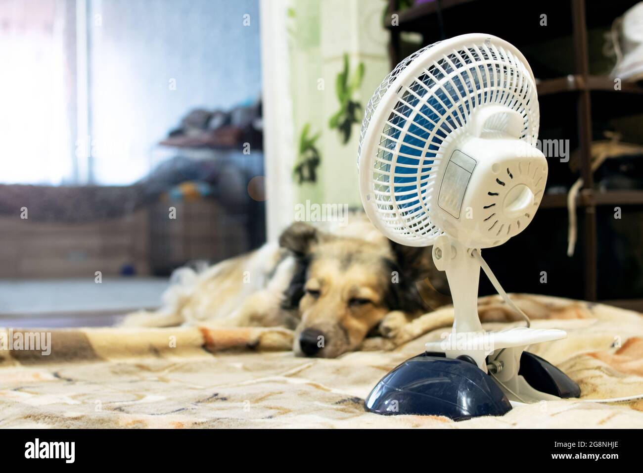 Dog fan home hi-res stock photography and images - Alamy