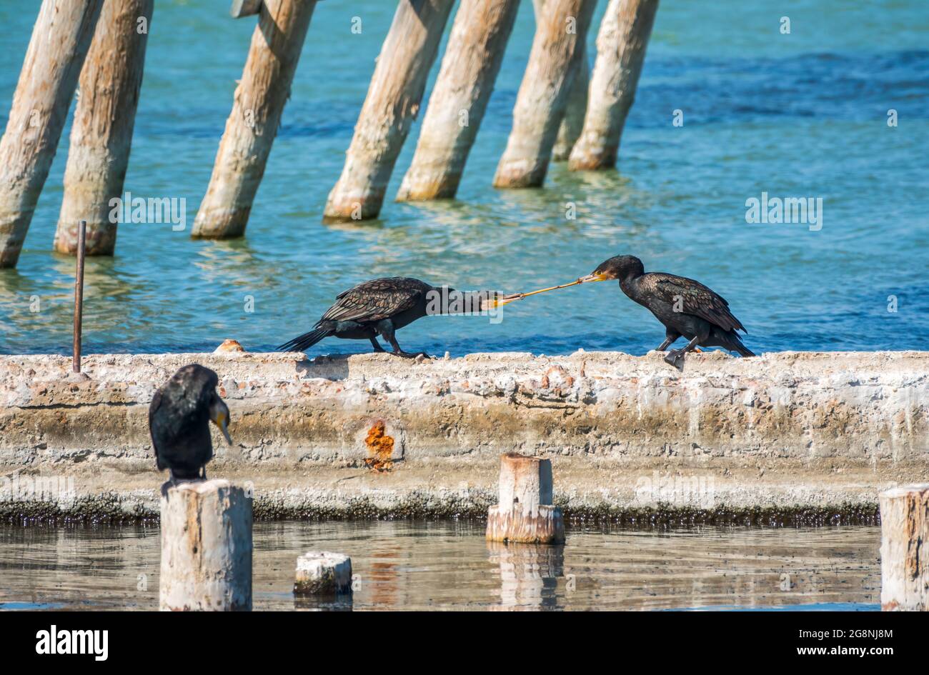 Two cormorants are pulling a stick. Two cormorants are playing on the ...