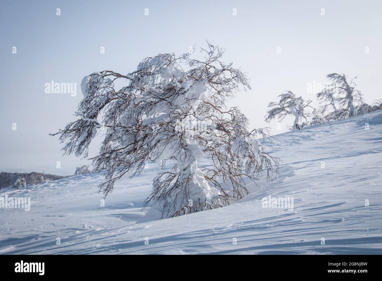frozen japanese bush Stock Photo - Alamy