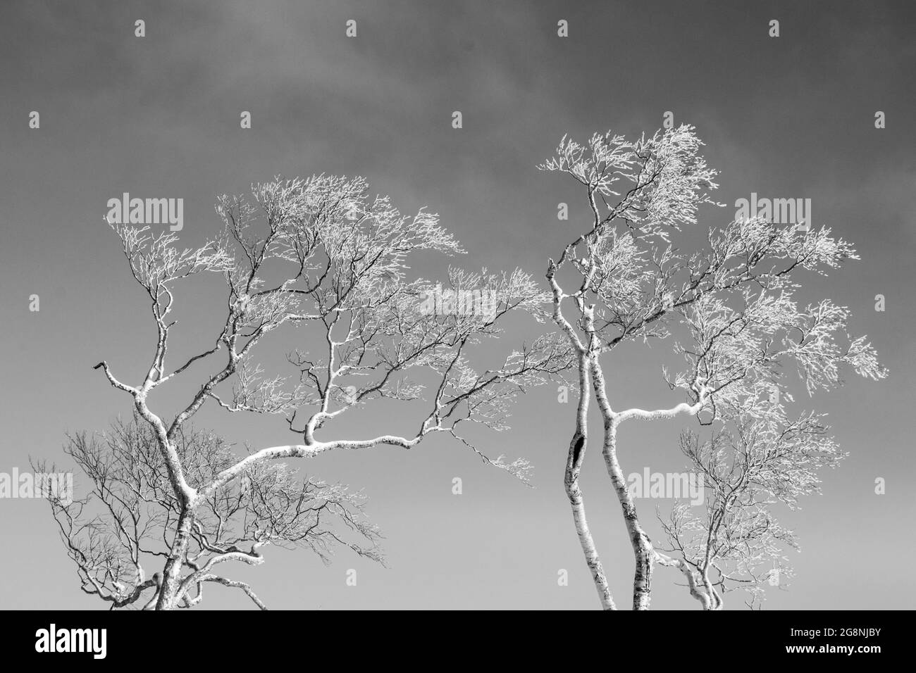 Hokkaido winter Black and White Stock Photos & Images - Alamy