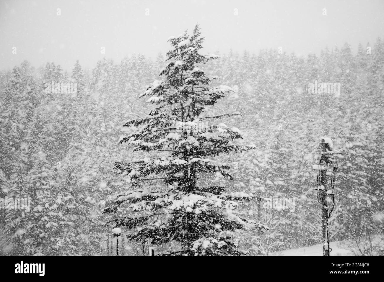 frozen tree in japan Stock Photo - Alamy