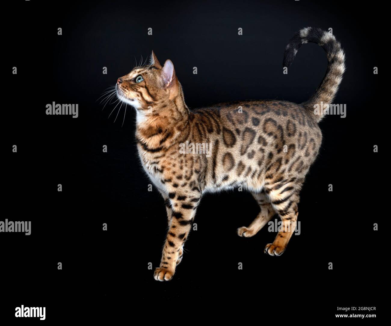 bengal cat in front of black background Stock Photo - Alamy