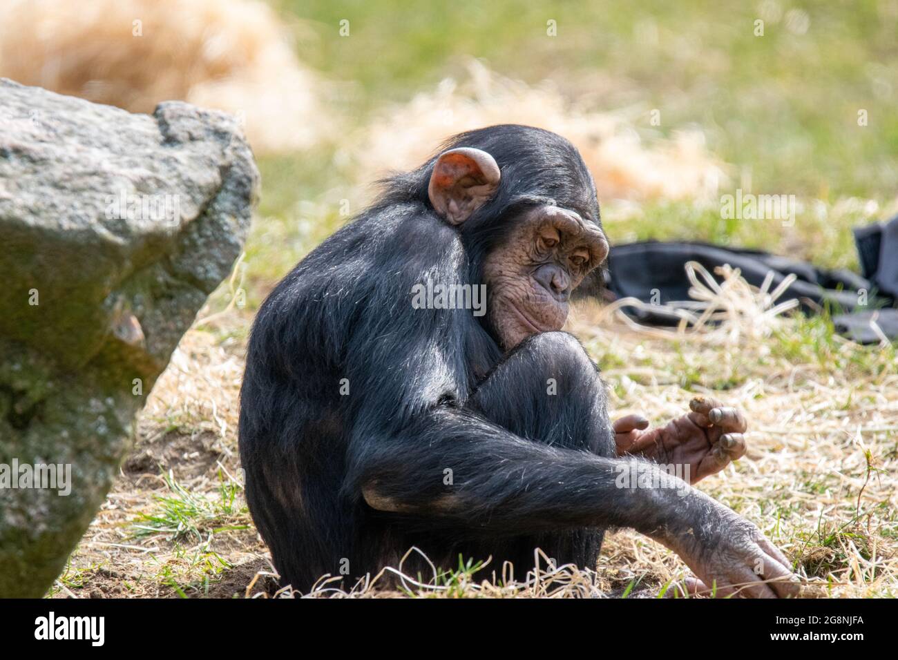 #Animal #Ape #chimpanzee #mammal #Monkey #Predator #Primate Stock Photo ...