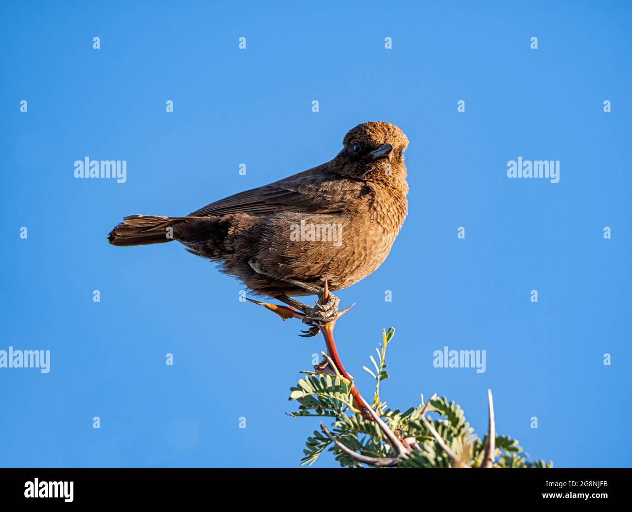 An Ant-eating Chat perched on a branch in Southern African savannah ...
