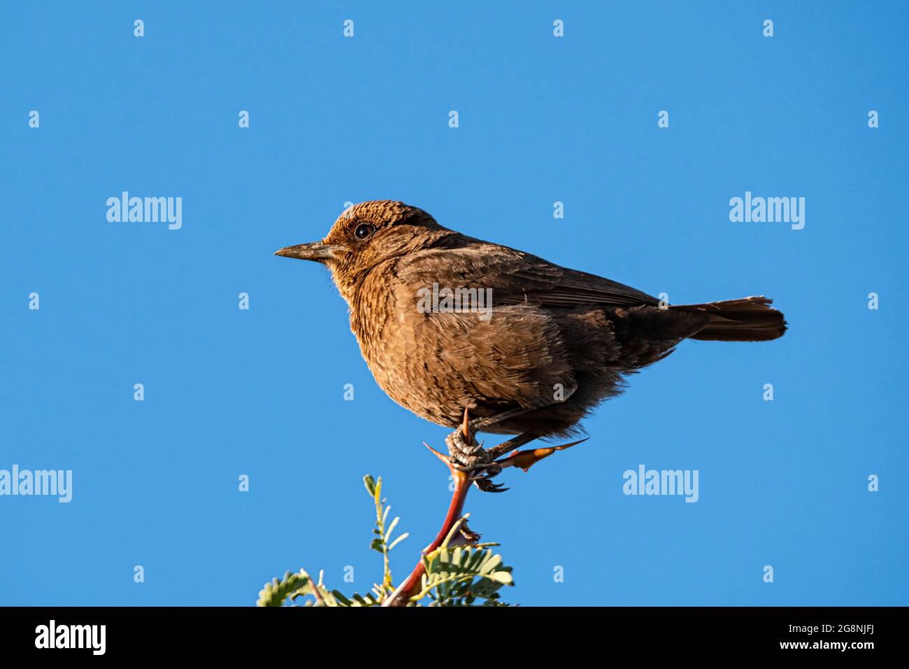 Ant eating chat myrmecocichla formicivora hi-res stock photography and ...