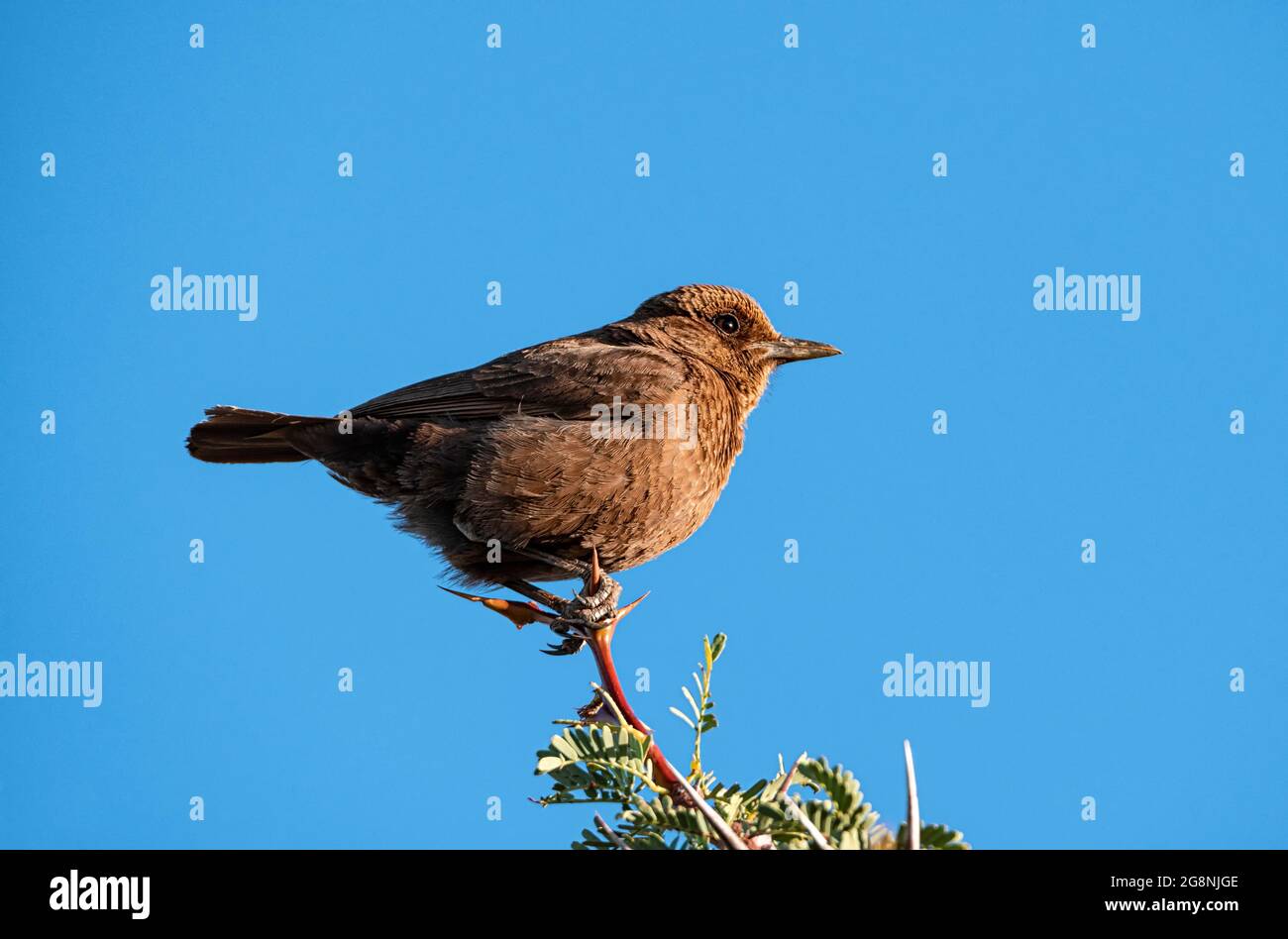 An Ant-eating Chat perched on a branch in Southern African savannah ...