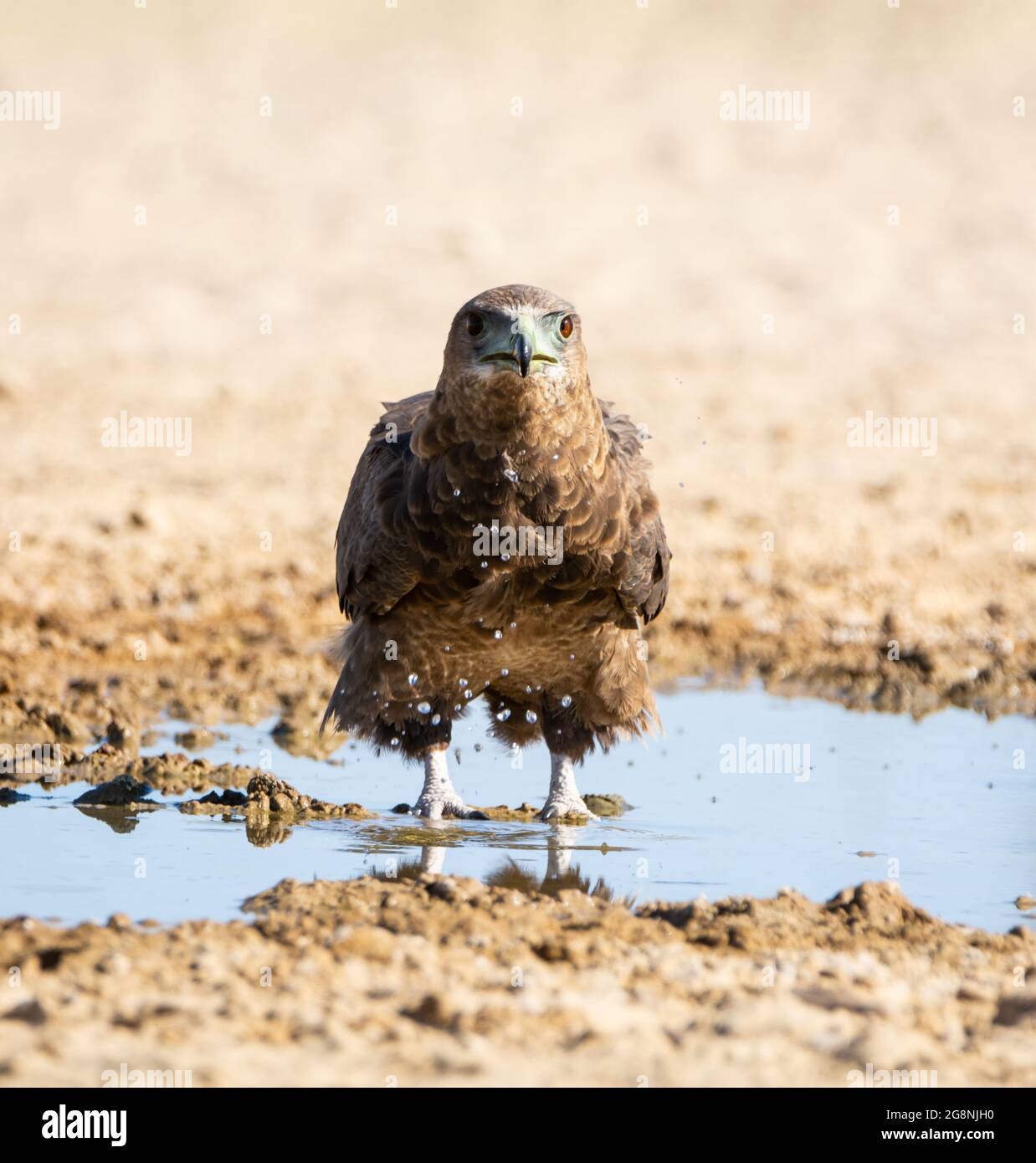 An Immature Bateleur Eagle standing in a puddle of water for a drink in ...