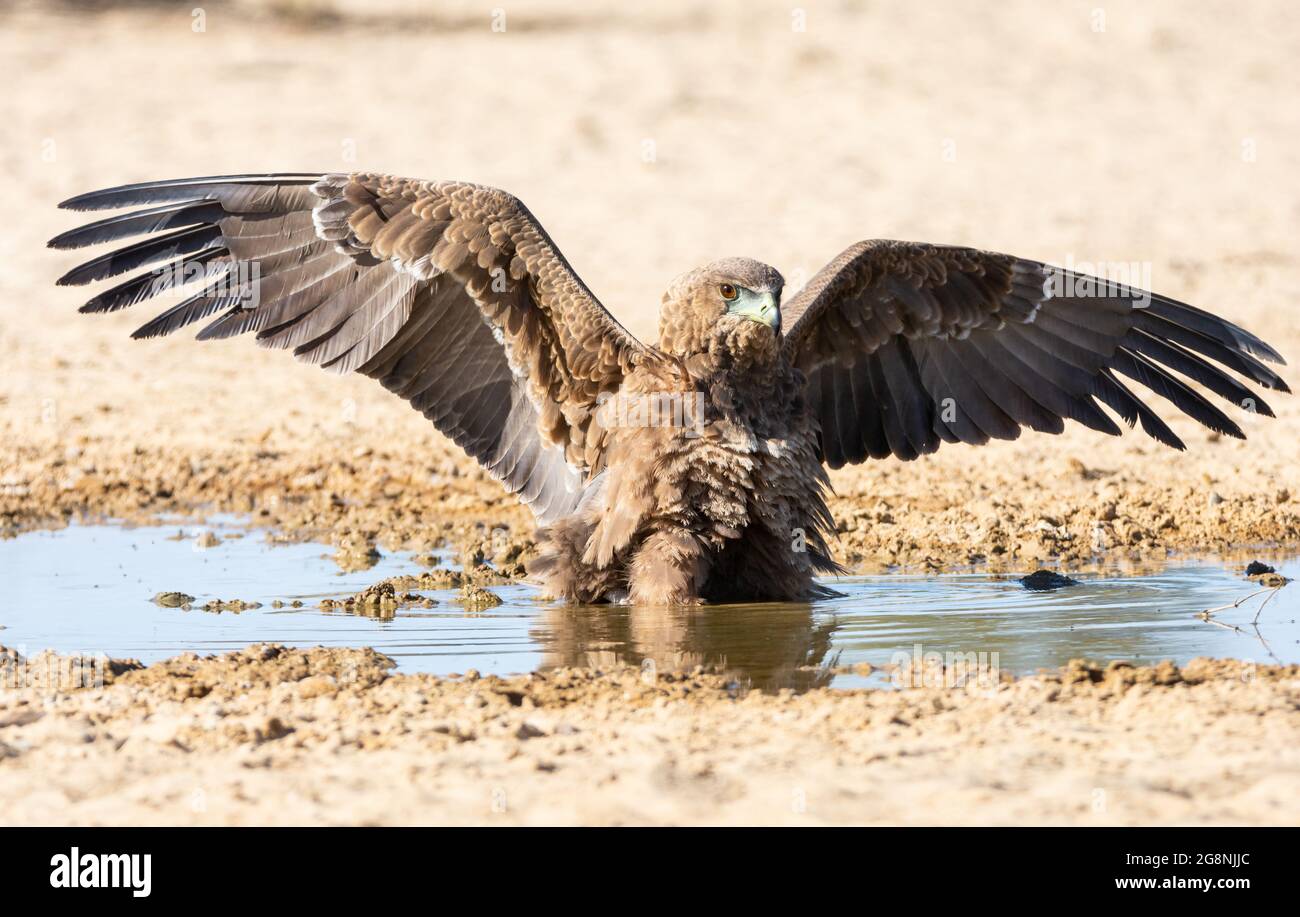 An Immature Bateleur Eagle standing in a puddle of water for a drink in ...