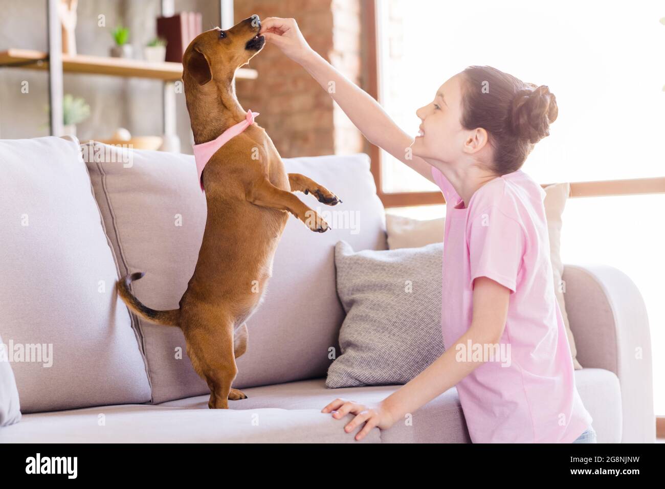 Child teaching dog stay hi-res stock photography and images - Alamy