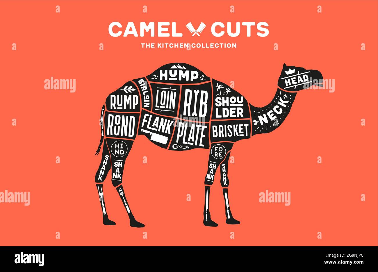 Camel, dromedary. Scheme, diagram, chart camel, butcher guide. Poster ...