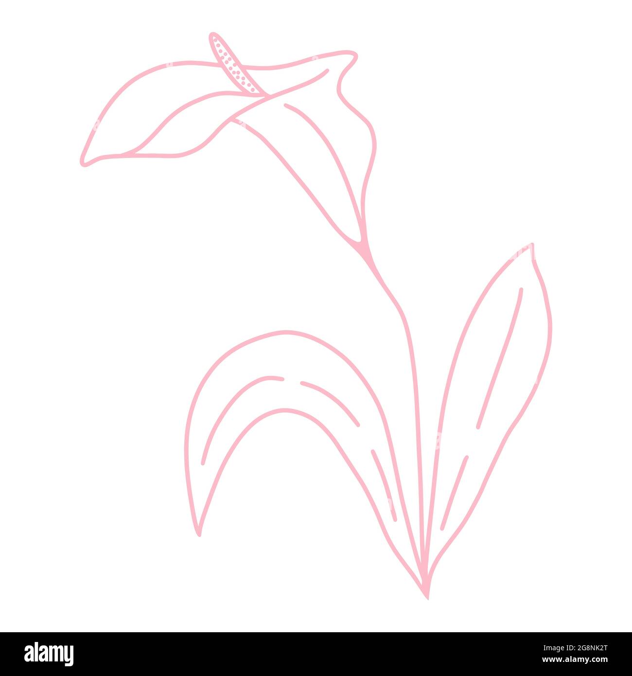 Simple Calla Lily Drawing