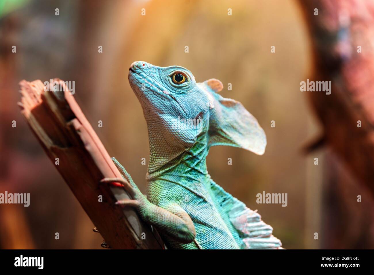 Blue Basilisk Lizard