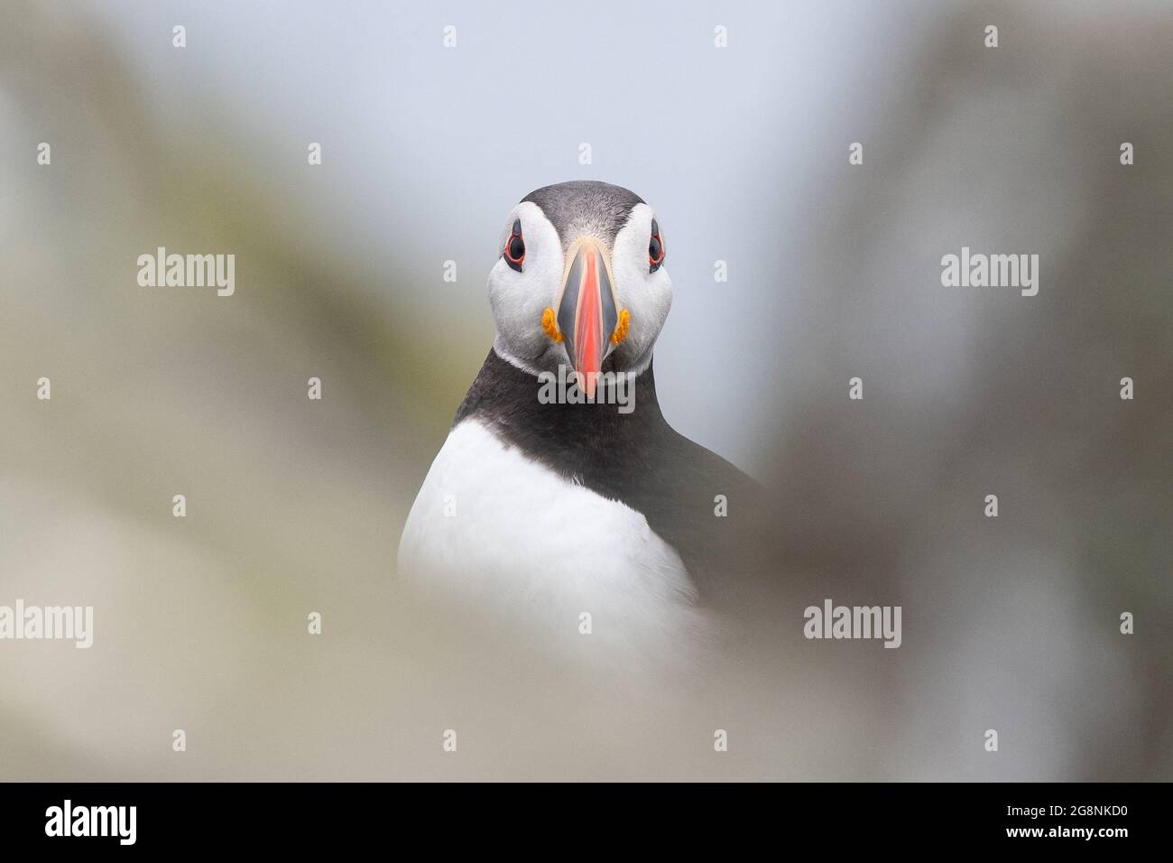 Puffin looking into camera hi-res stock photography and images - Alamy