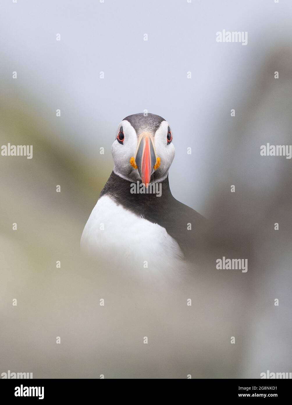 Atlantic Puffin portrait Stock Photo - Alamy