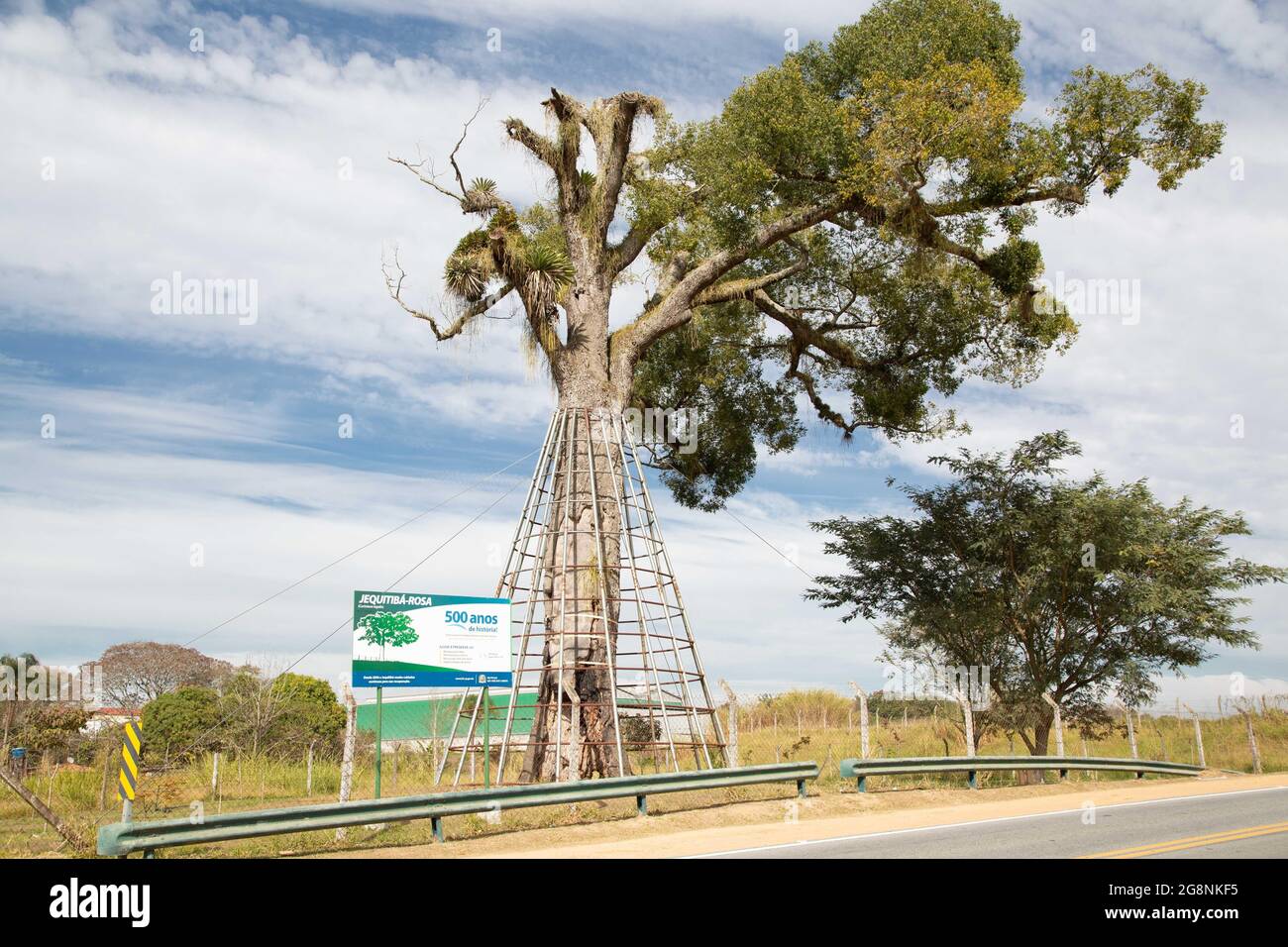 SÃO JOSÉ DOS CAMPOS, SP - 21.07.2021: ÁRVORE JEQUITIBÁ ROSA 500 ANOS ...