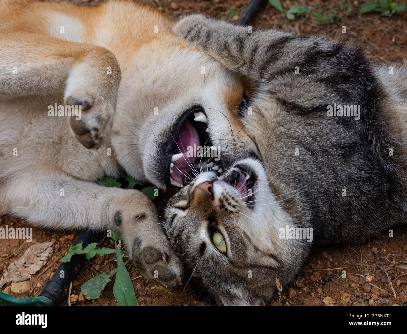 Shiba Inu puppy and his friend striped kitten Stock Photo - Alamy
