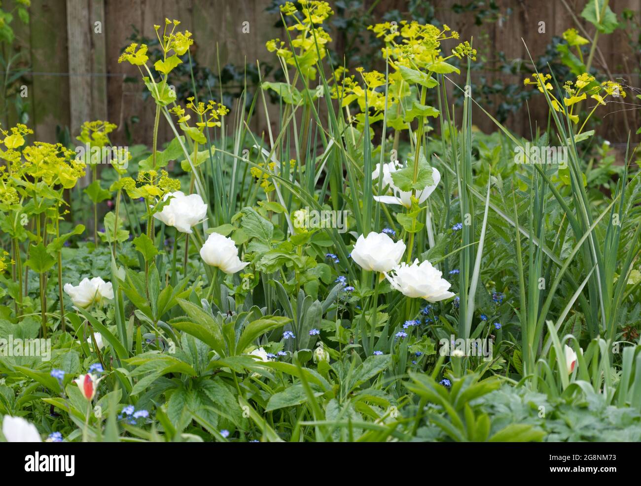 Double white tulips and acid yellow Smyrnium perfoliatum in a spring ...