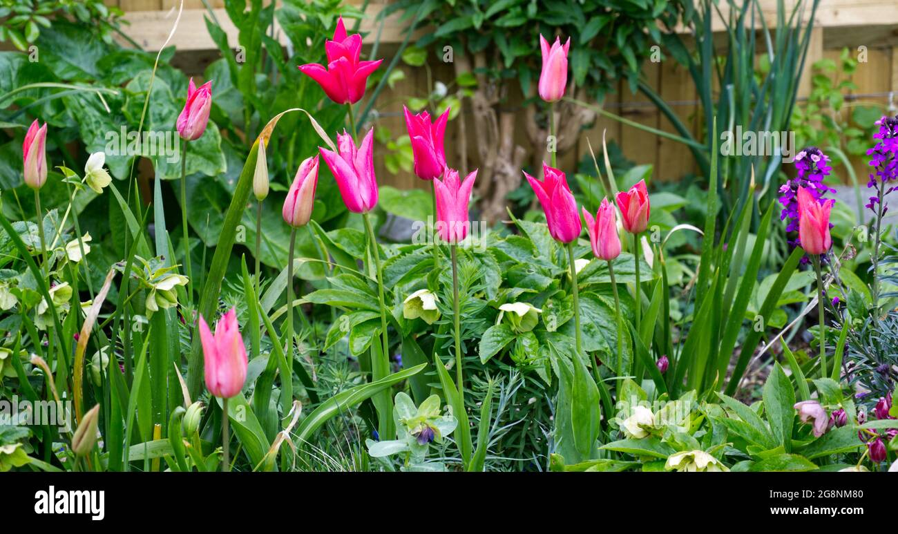 Spring floweers hi-res stock photography and images - Alamy