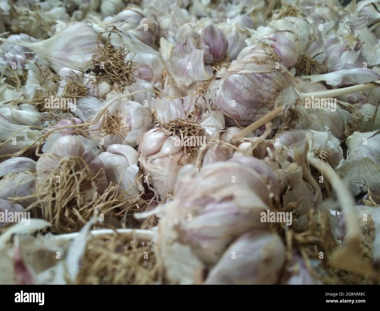 bunch of garlic Stock Photo - Alamy