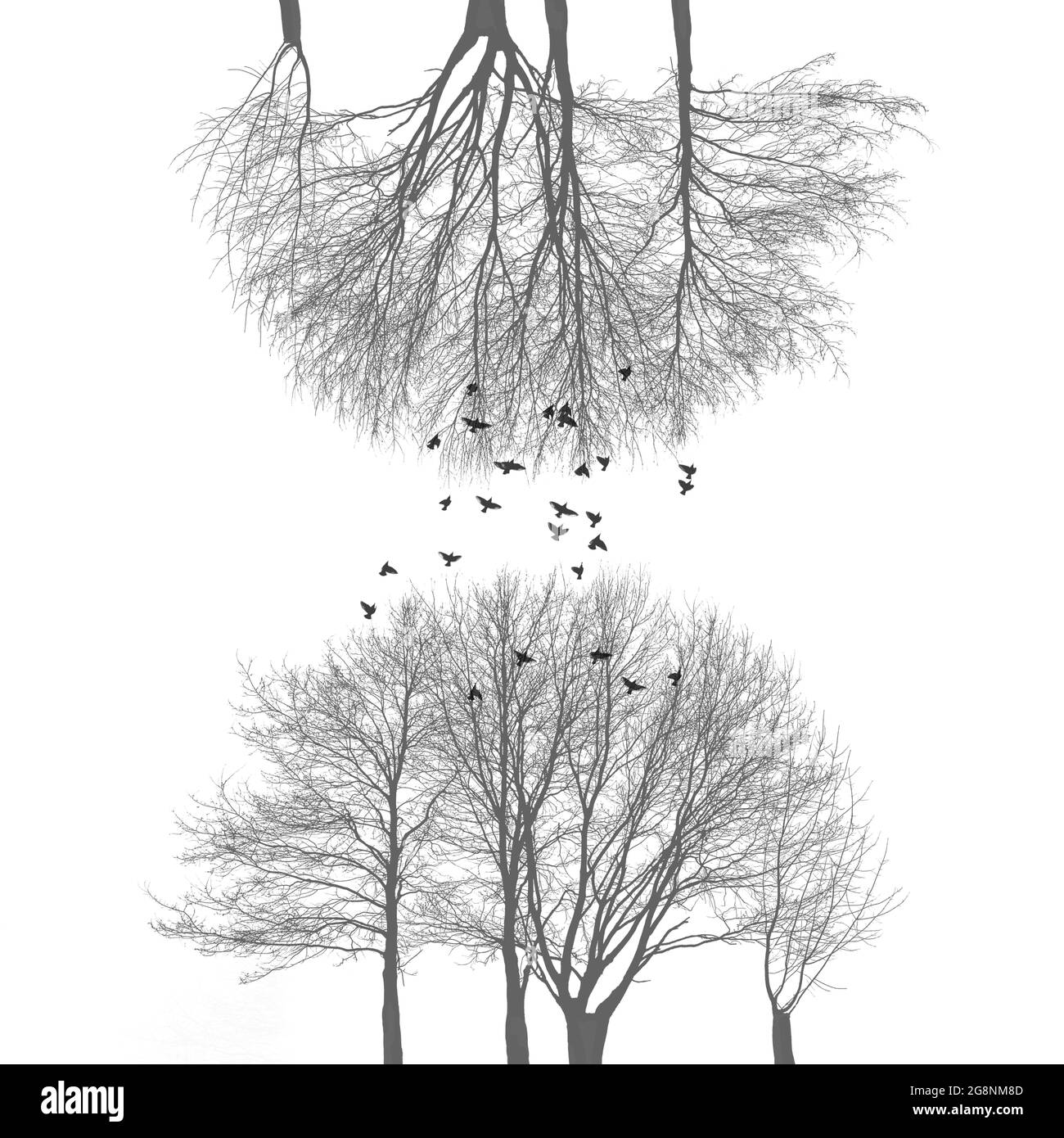 Immigration of birds hi-res stock photography and images - Alamy