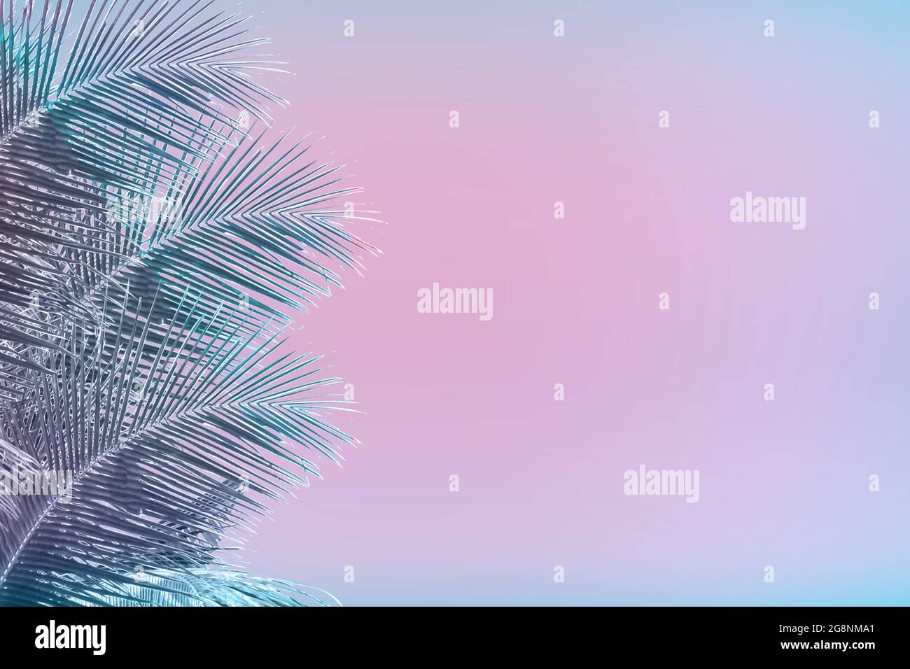 Tropical plam leaves in vibrant gradient background. Trendy neon colors ...