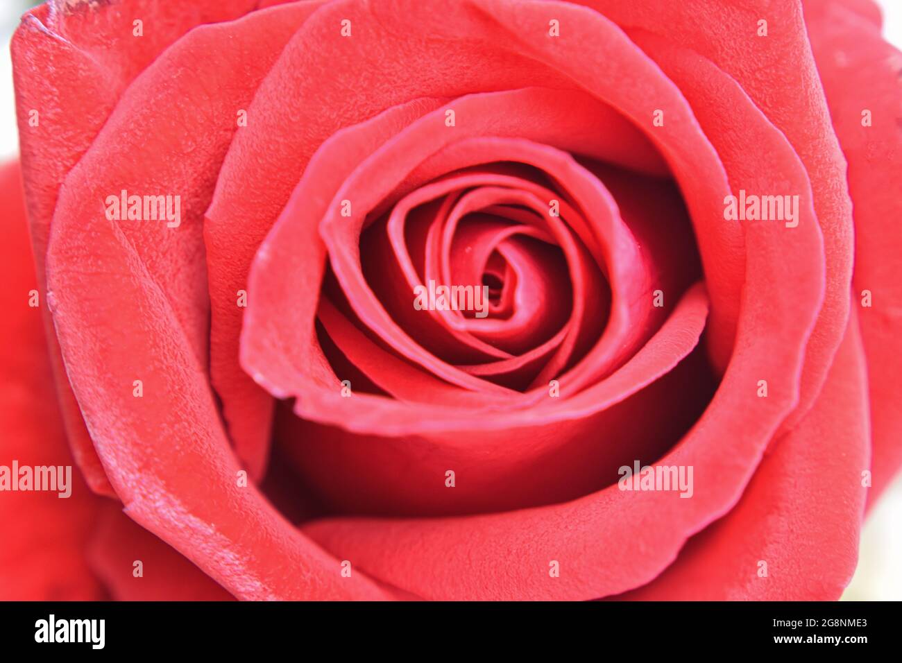 Delicate red rose close up blurred. Flower background in soft blur ...