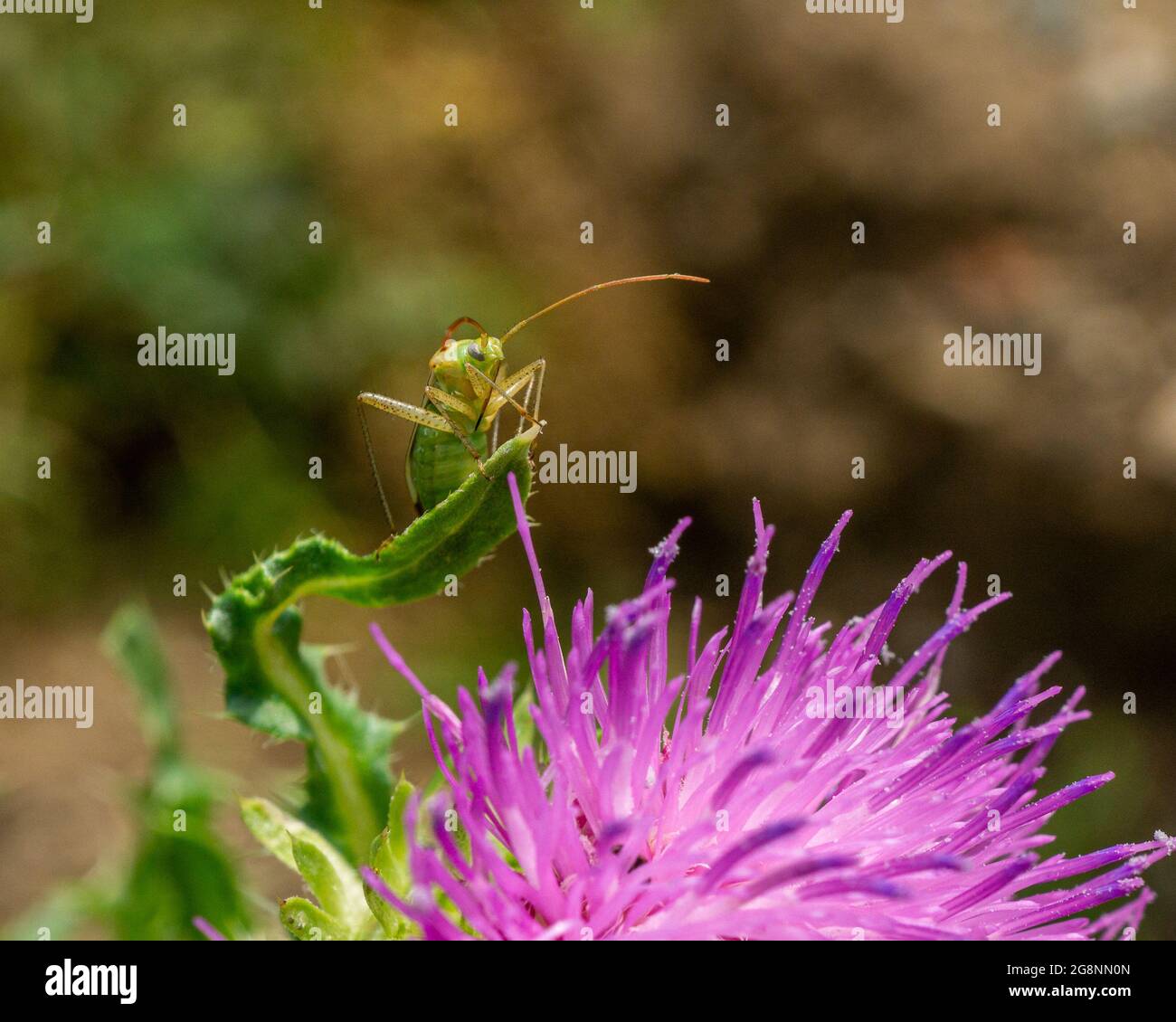 Cricket standing on thorny green leaves of a vibrant exotic pink flower ...