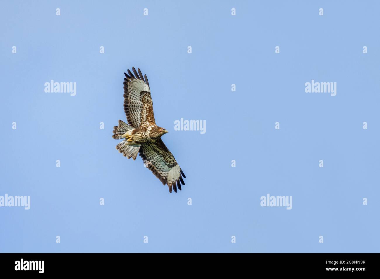 Buzzard Uk Fly High Resolution Stock Photography and Images - Alamy