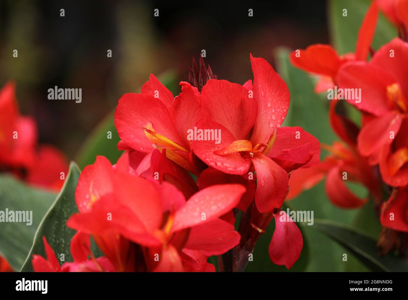 Canna indica plant red flowering Stock Photo - Alamy